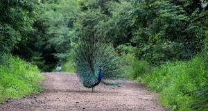 Taljai Hills Pune Timings, Entry Fee, Ticket Cost Price; Taljai Hills ...