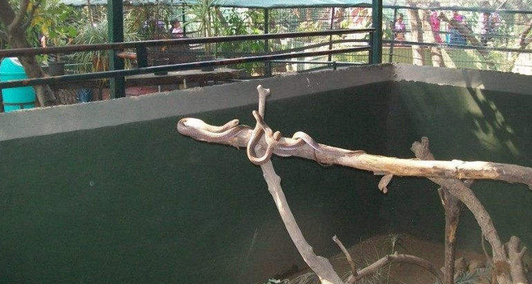 Katraj Snake Park Pune Timings, Entry Fee, Ticket Cost Price; Katraj ...