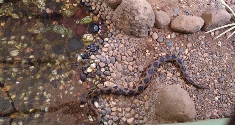 Katraj Snake Park Pune Timings, Entry Fee, Ticket Cost Price; Katraj ...